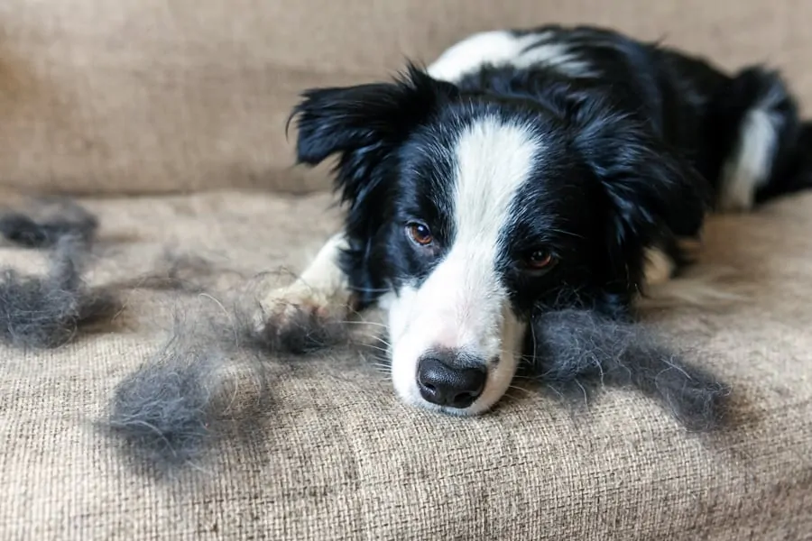 Dog Health Risks That Cause Shedding TAILored Pet Services LLC Dog Health Risks That Cause Shedding TAILored Pet Services LLC