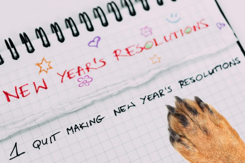 Top 7 Resolutions for You & Your Pet - TAILored Pet Services LLC