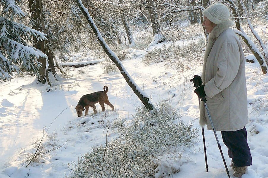 Outdoor Winter Activities For Dogs TAILored Pet Services LLC outdoor-winter-activities-for-dogs-tailored-pet-services-llc