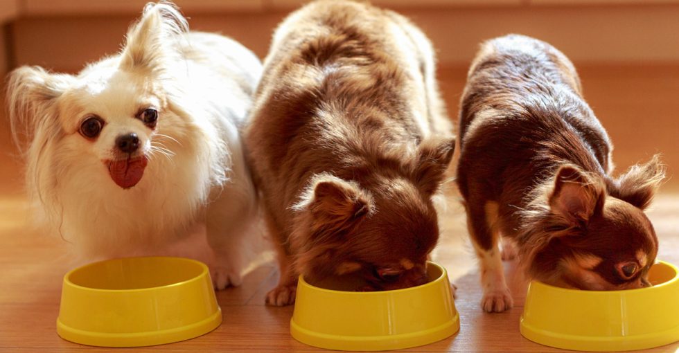 TAILored Pet Services - Dog Walking and Overnight Pet Sitting