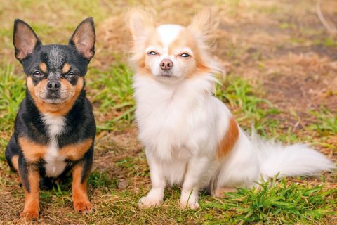 Chihuahua Personality Traits You Should Know - TAILored Pet Services LLC