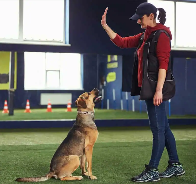 Group Dog Training Classes: Enhance Your Pup's Skills