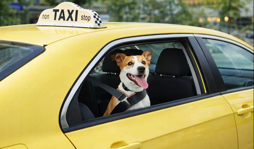 Dog Daycare + Grooming in One Visit | Everett, WA